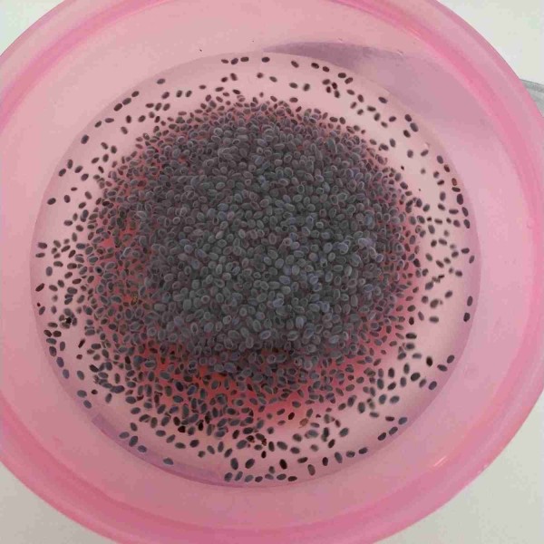 Resep Sirup Biji Selasih Nata De Coco Jagomasakminggu8 Sederhana