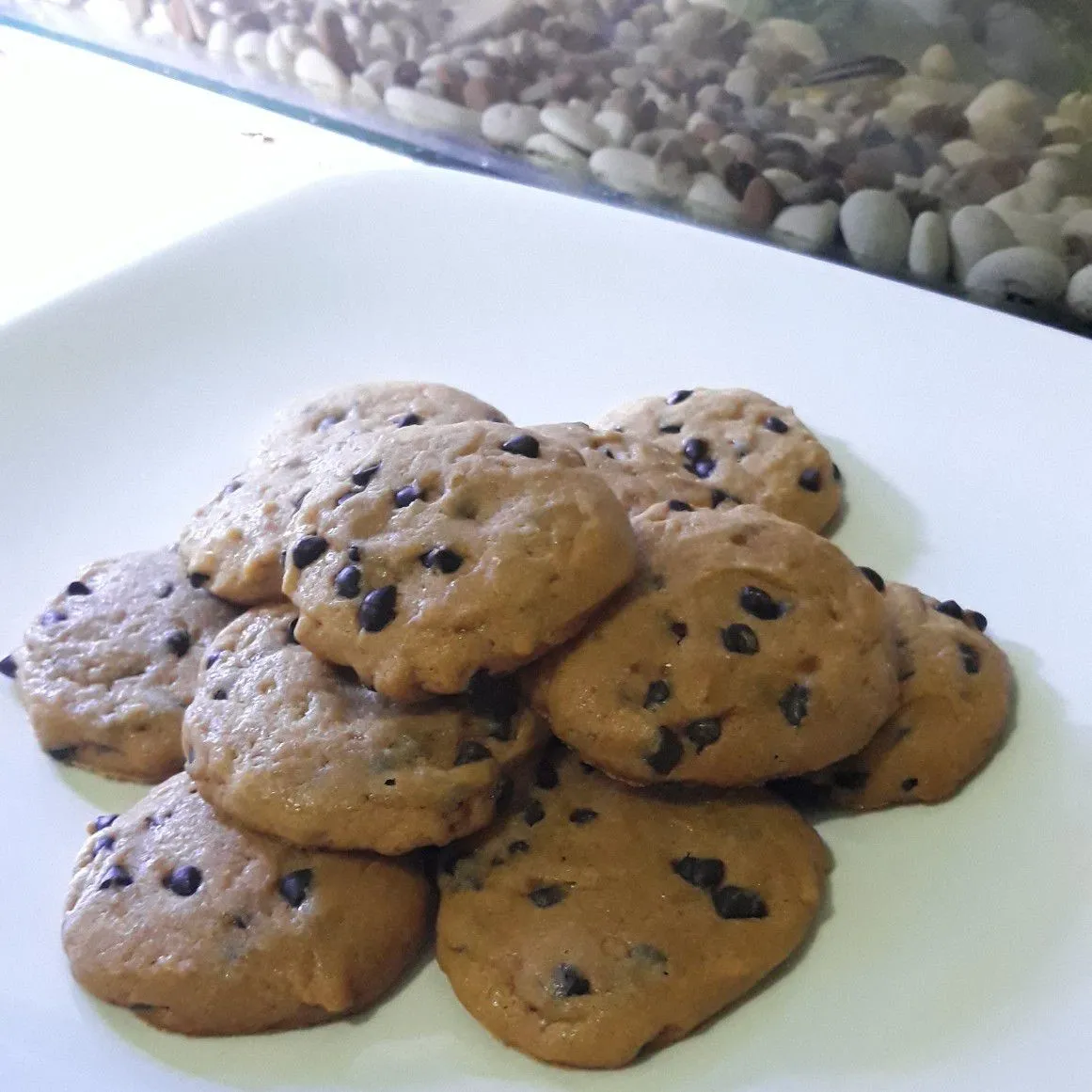 Resep Choco Chip Cookies Gula Jawa Jagomasakminggu9 Sederhana Rumahan Di Yummy App