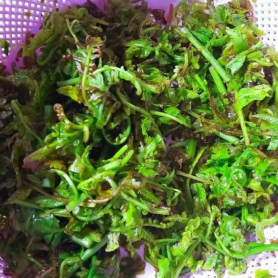 Resep Tumis Pakis Sederhana Rumahan Di Yummy App